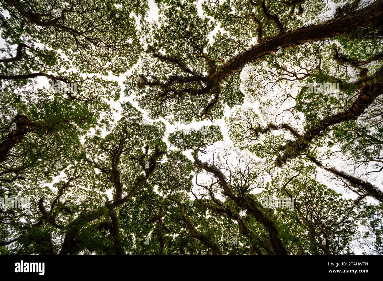 Amazing Bottom view of Giant trees with Huge trunks and Branches at De ...