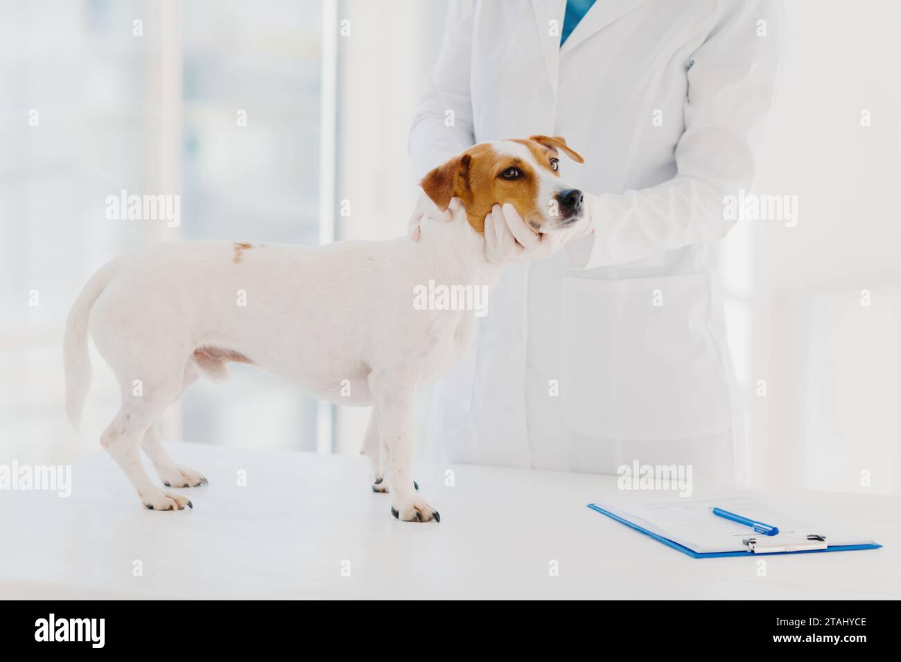 Attentive veterinarian checking a Jack Russell Terrier in a white ...