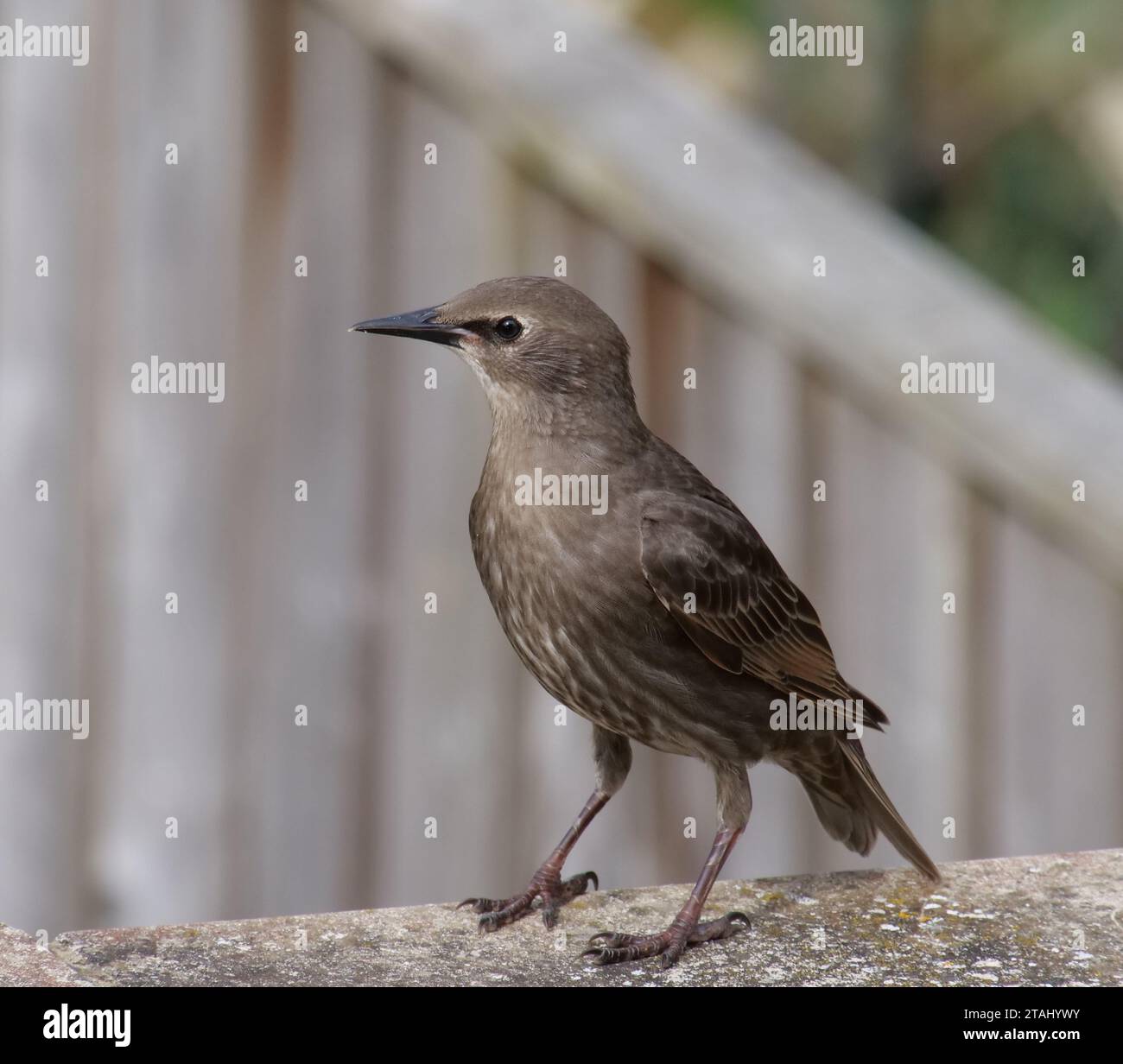 A juvenile starling on a ledge with a blurred background - Sturnus ...