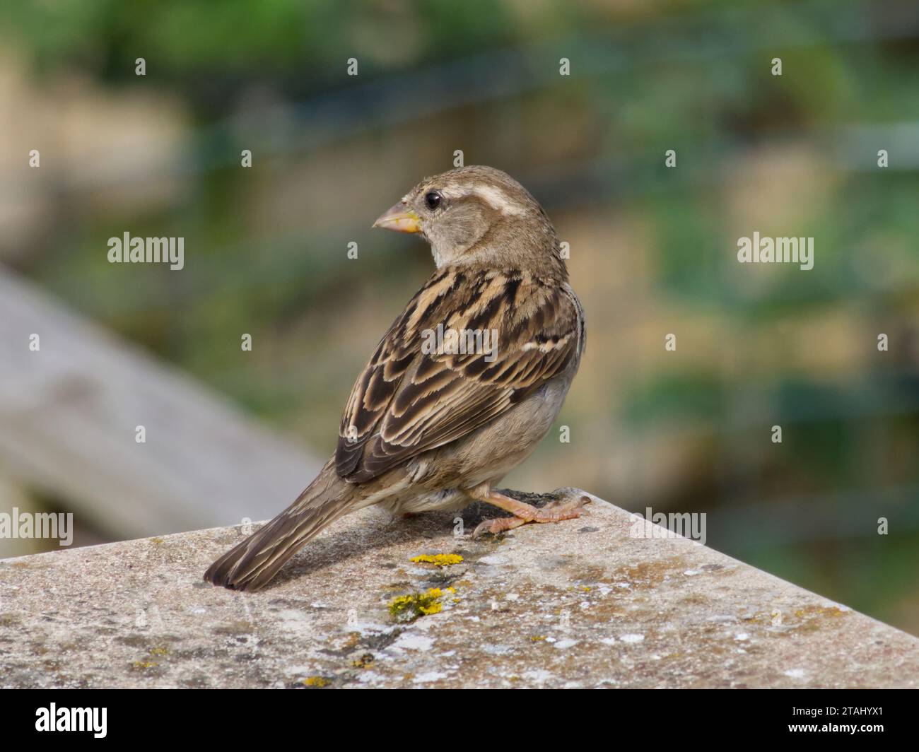 Immature house sparrow hi-res stock photography and images - Alamy