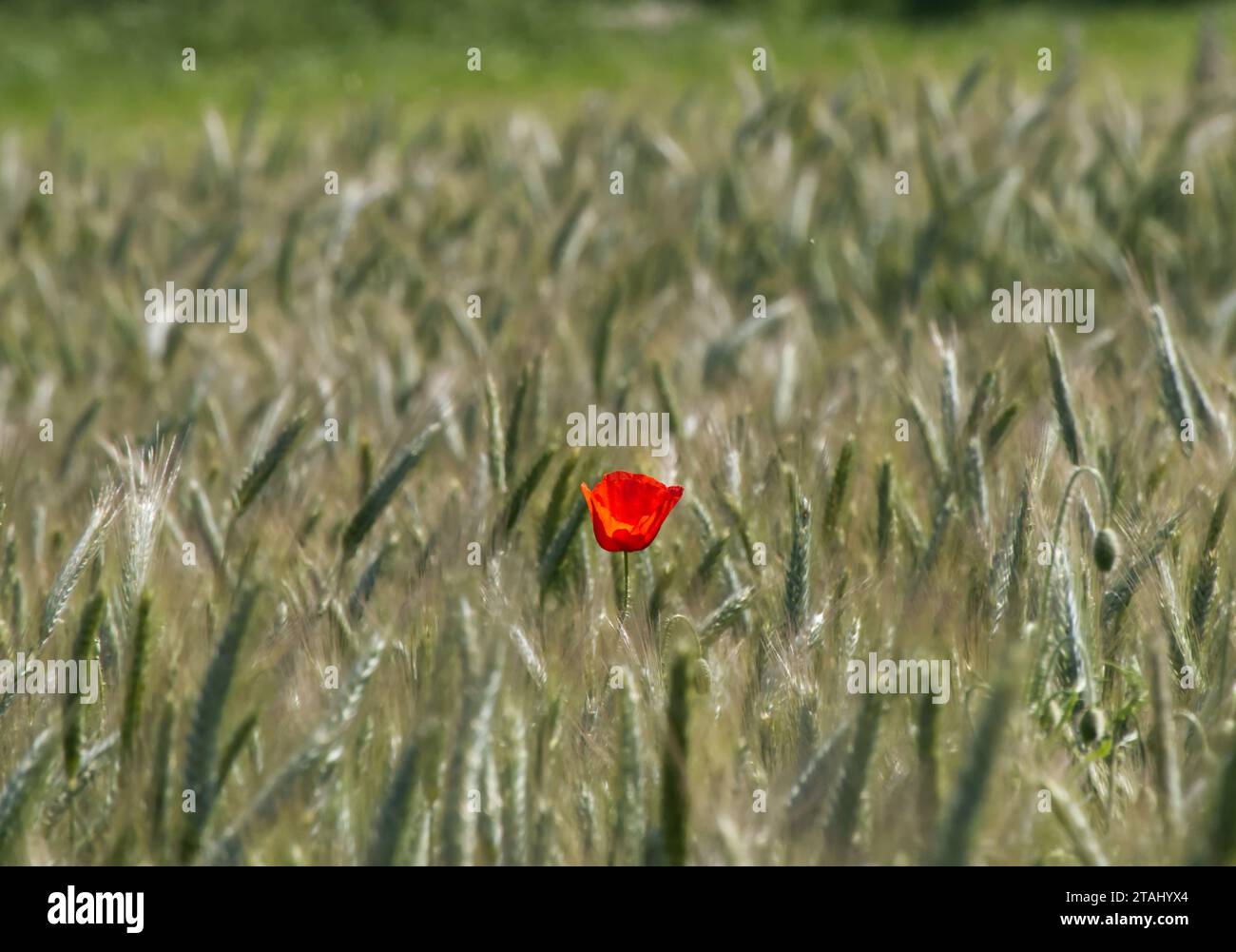 Single poppy centred in a field of barley, near Wicklesham in Faringdon ...