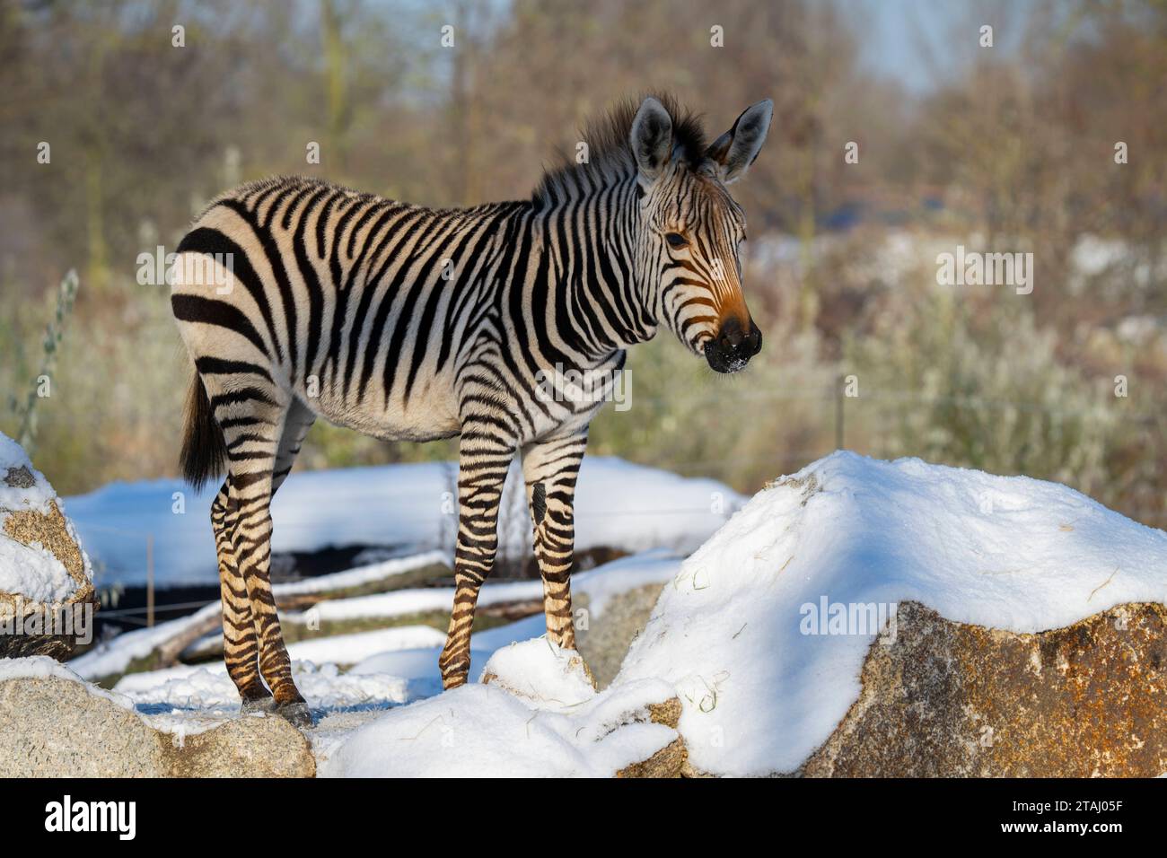 Ein Hartmann-Bergzebra Equus zebrs hartmannae im Tierpark Berlin ...