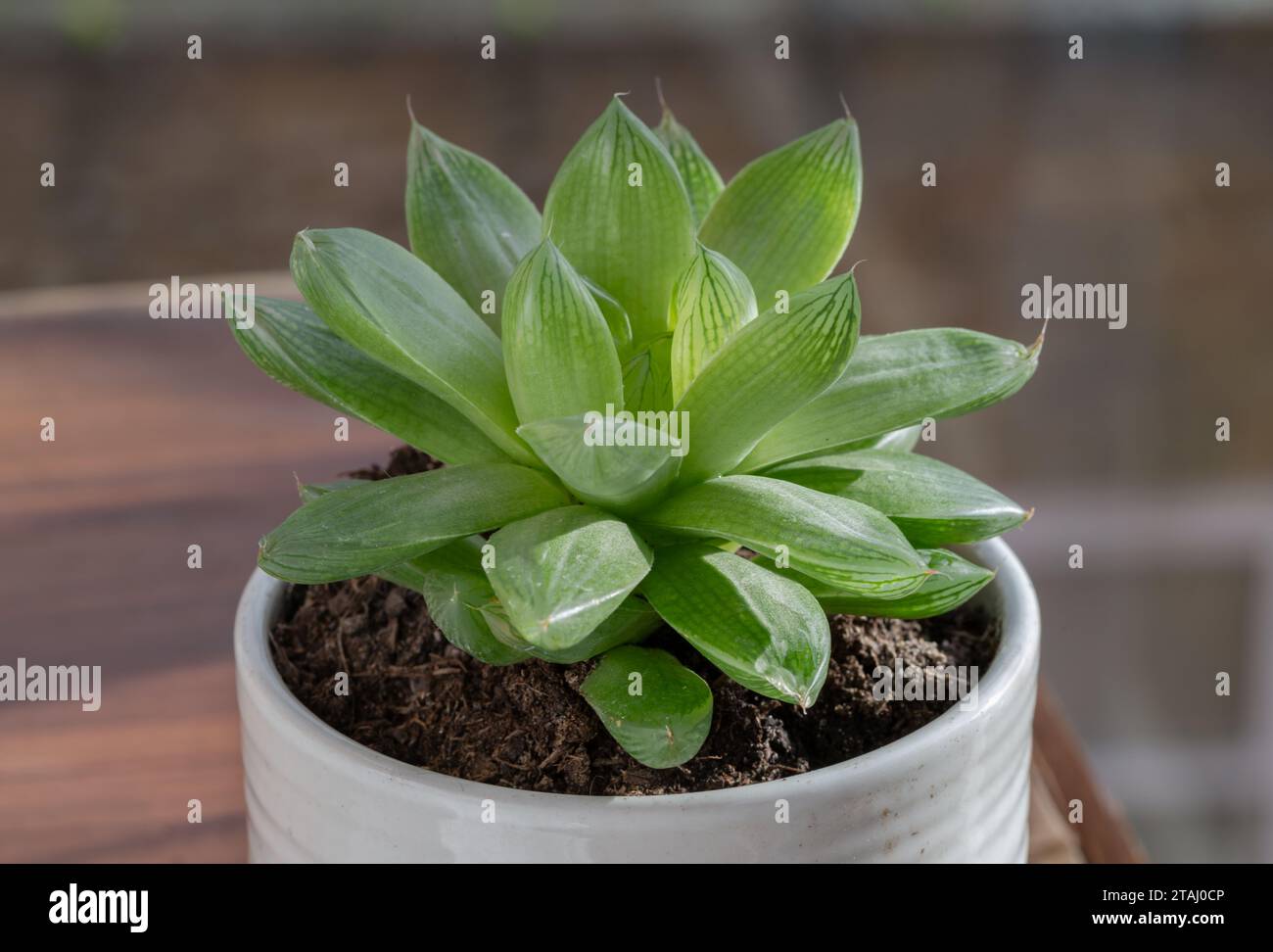 Haworthia cymbiformis (Cathedral Window Haworthia). Beautiful succulent ...