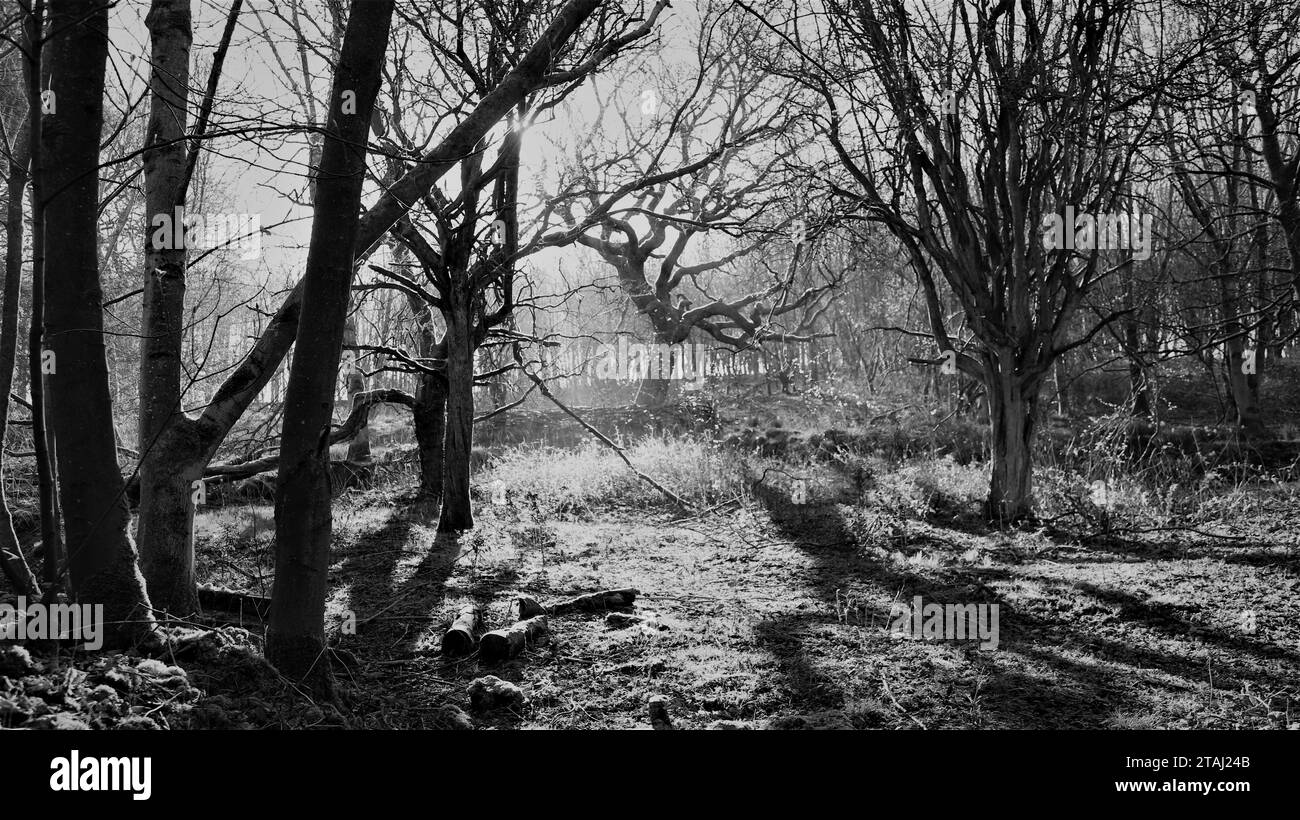 Buds of spring bw hi-res stock photography and images - Alamy