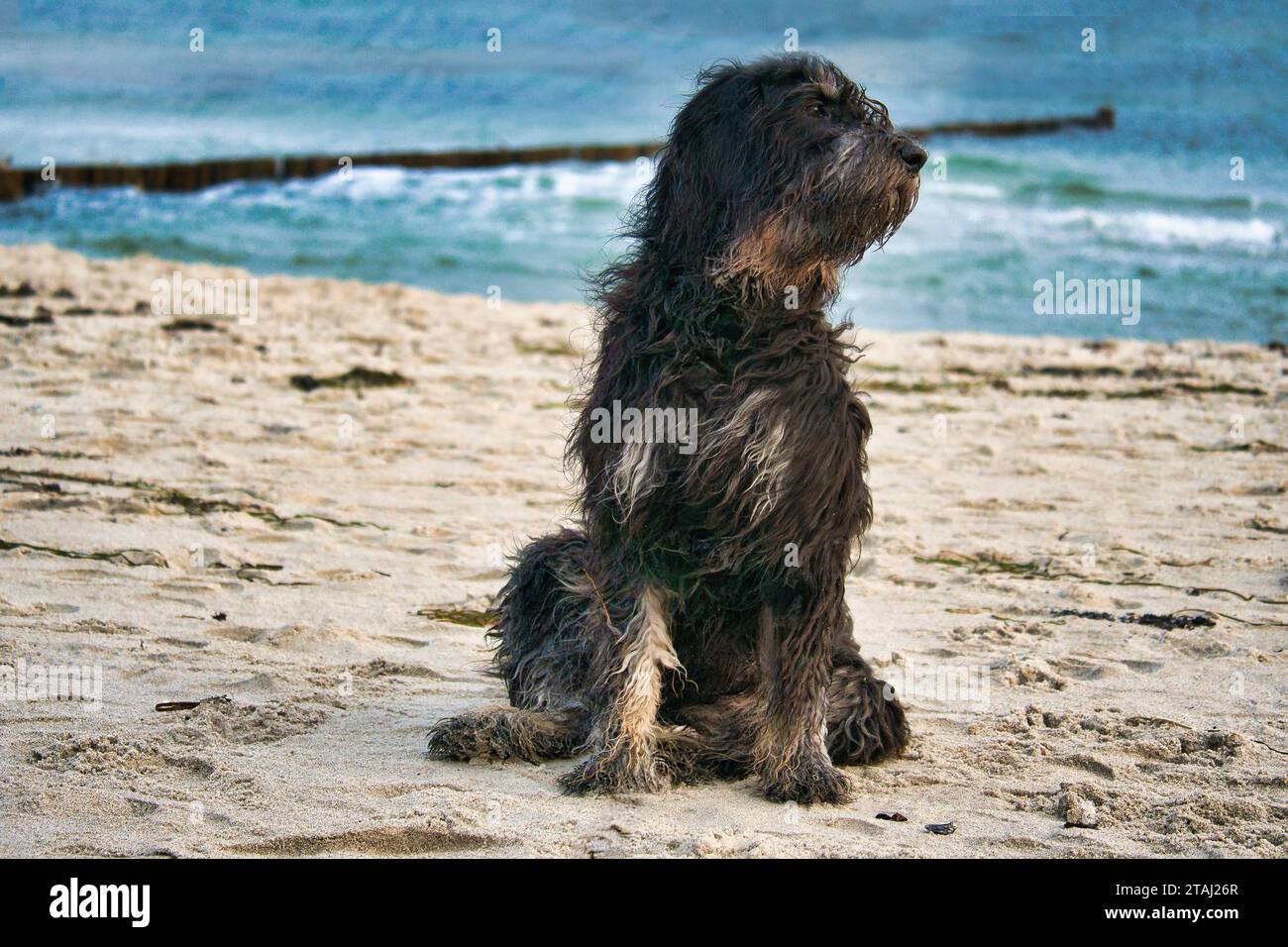 Goldendoodle dog sits on the beach of the Baltic Sea. Black and tan ...