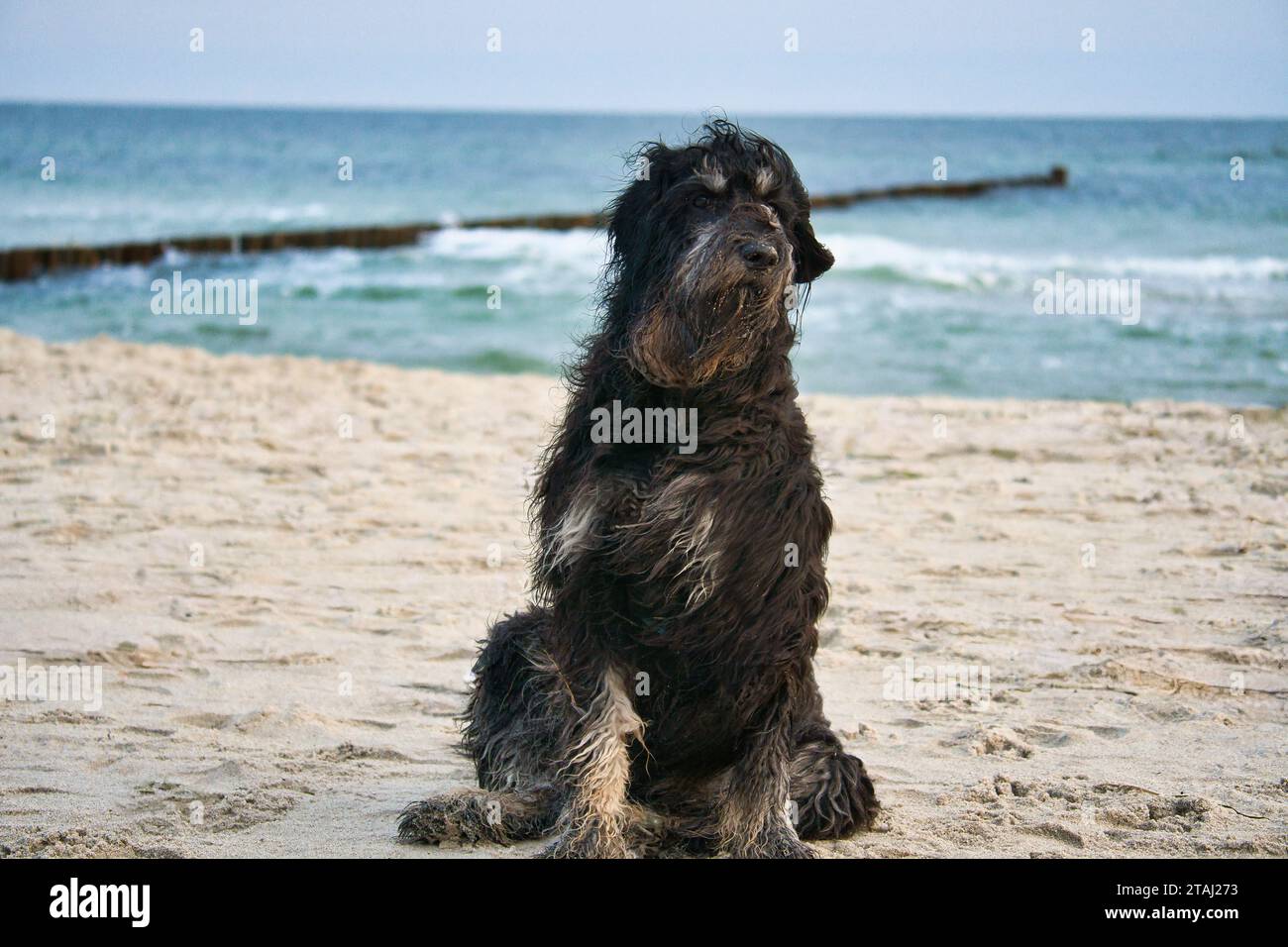 Goldendoodle dog sits on the beach of the Baltic Sea. Black and tan ...