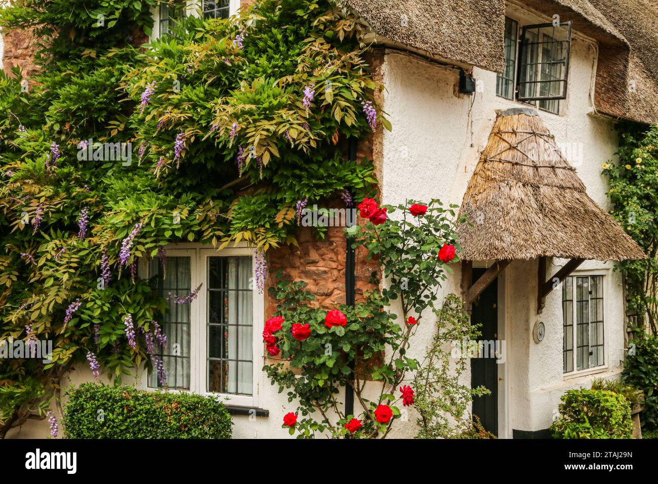 Wisteria and rose bush hi-res stock photography and images - Alamy