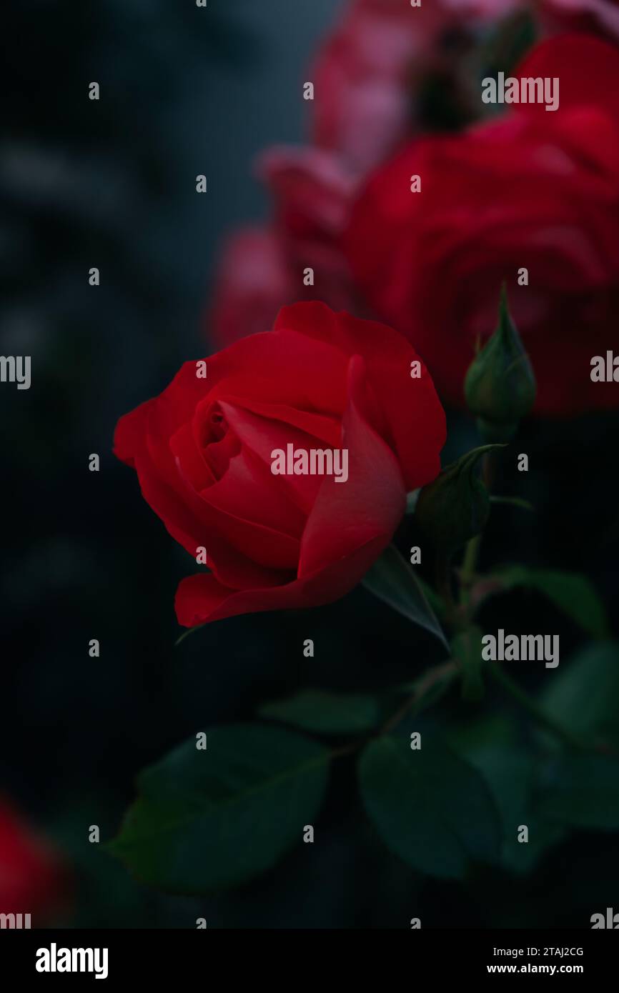 A closeup of a vibrant red rose featuring a full display of beautiful ...