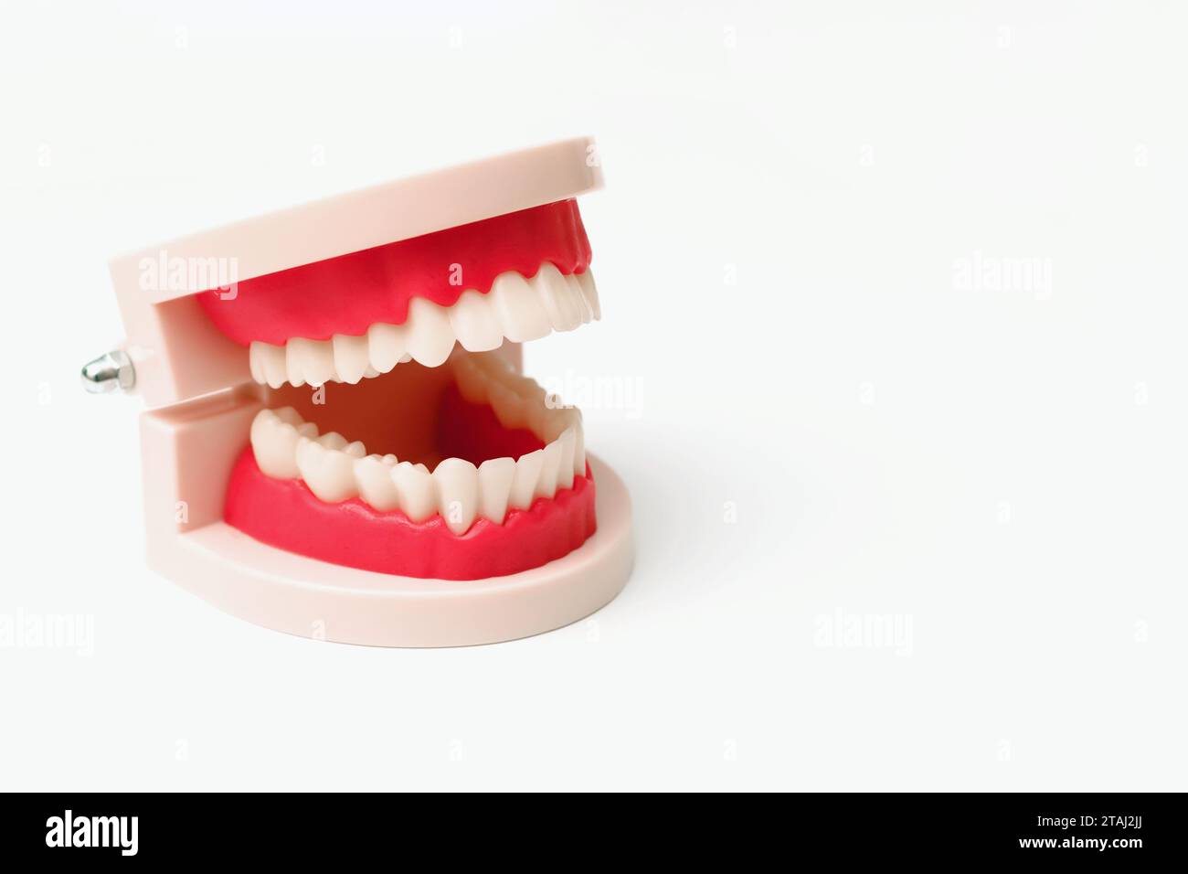 Dentures on a white background, flat lay, sample jaw. Dentures or false ...