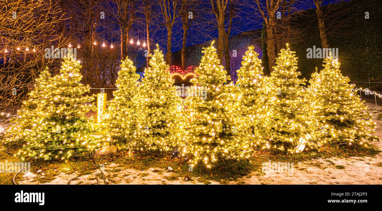 Christmas trees in Bergen, Norway Stock Photo - Alamy