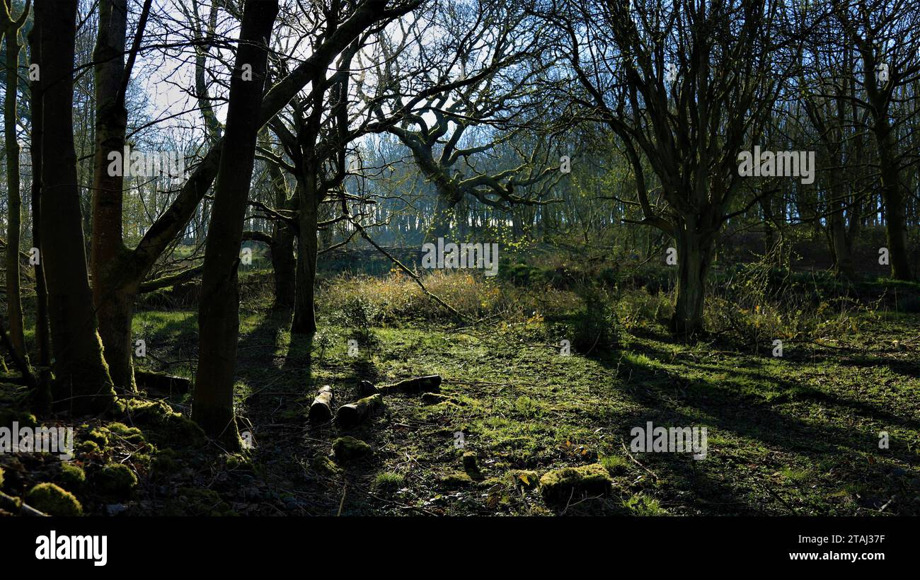 The beginning of spring in this old wood the process of life begins ...