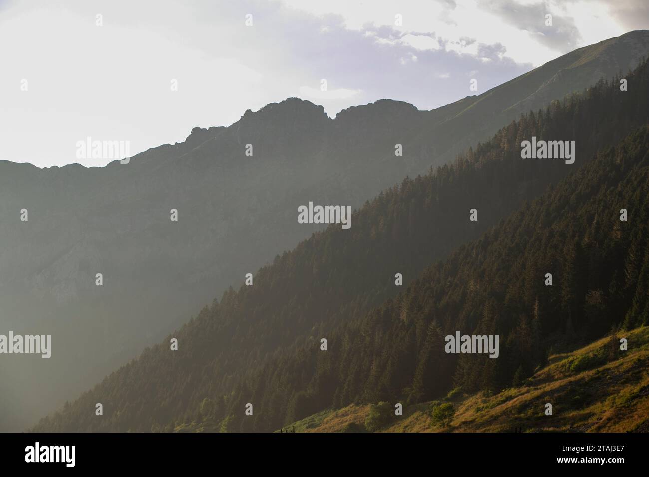 Healthy green trees spruce, fir and pine trees in the wilderness of a ...