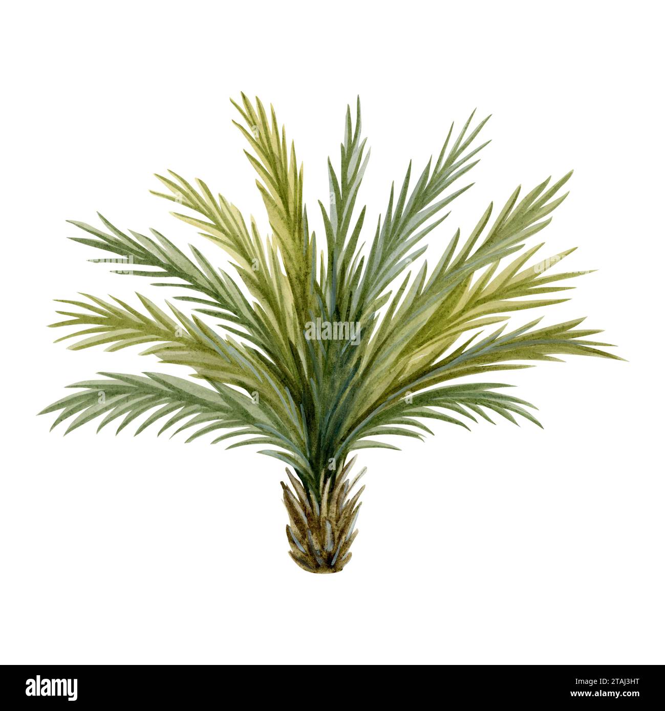 Low palm tree with lush foliage watercolor illustration isolated on ...