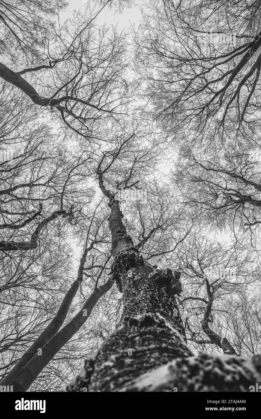 Beautiful crystal ice trees Black and White Stock Photos & Images - Alamy