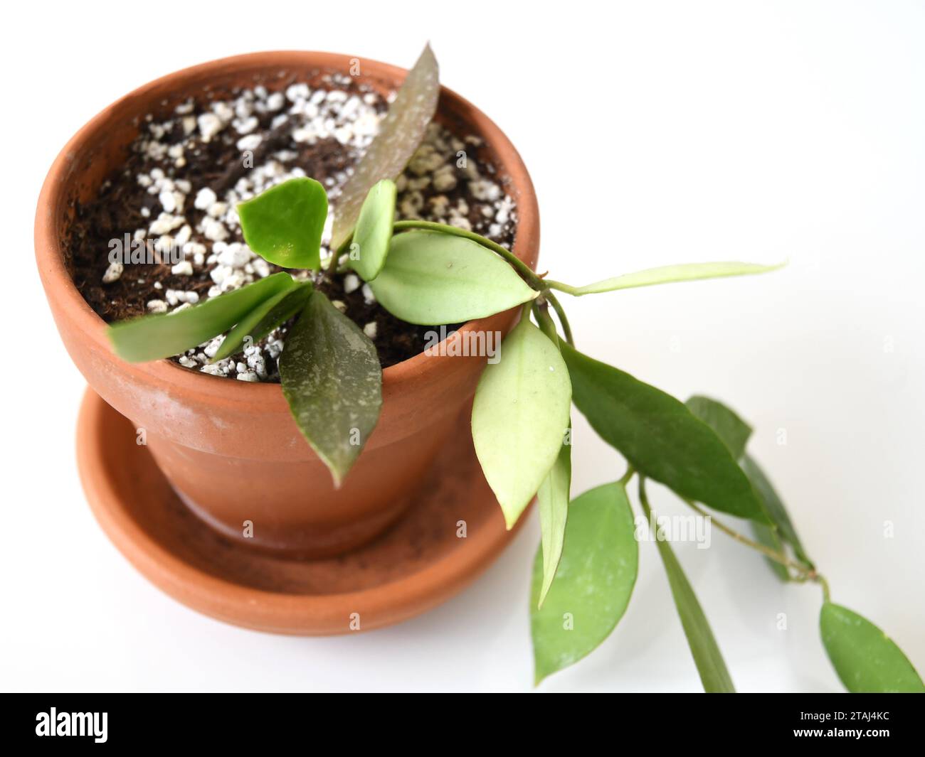 Hoya memoria (Hoya gracilis) houseplant isolated on a white background ...
