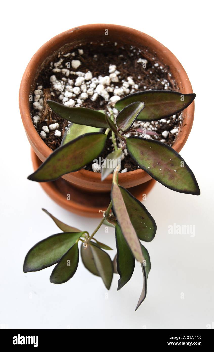 Hoya rosita (Hoya wayetii x tsangii hybrid) houseplant with long ...