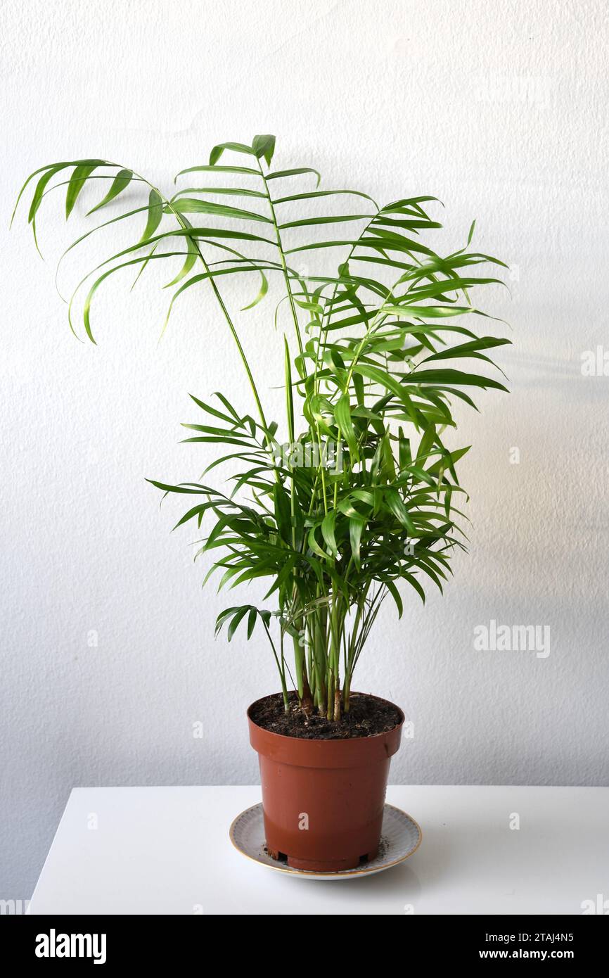 Parlor palm houseplant (chamaedorea elegans), with bushy green leaves ...