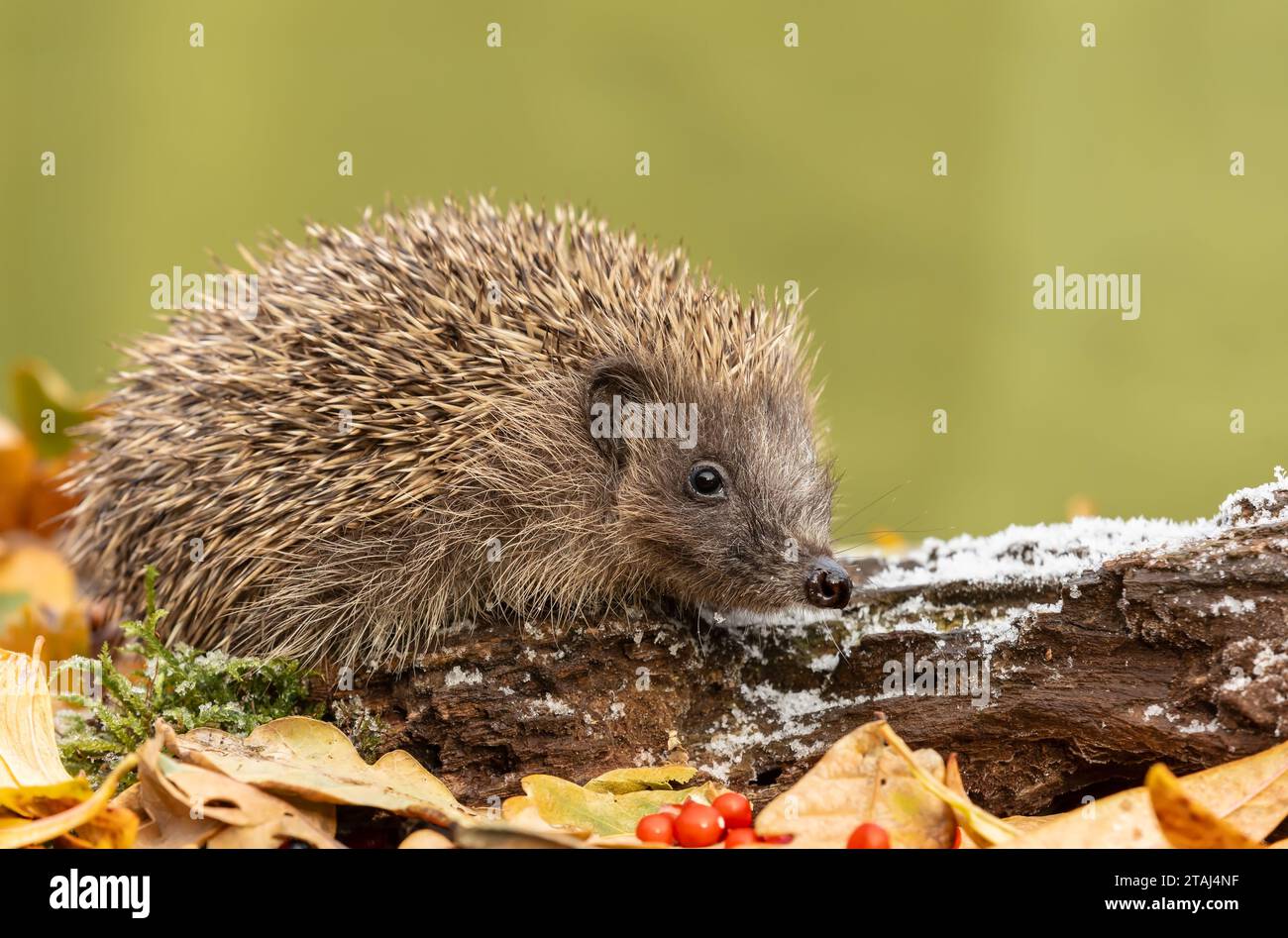 Hedgehog, Scientific name: Erinaceus Europaeus. Close up of a wild ...