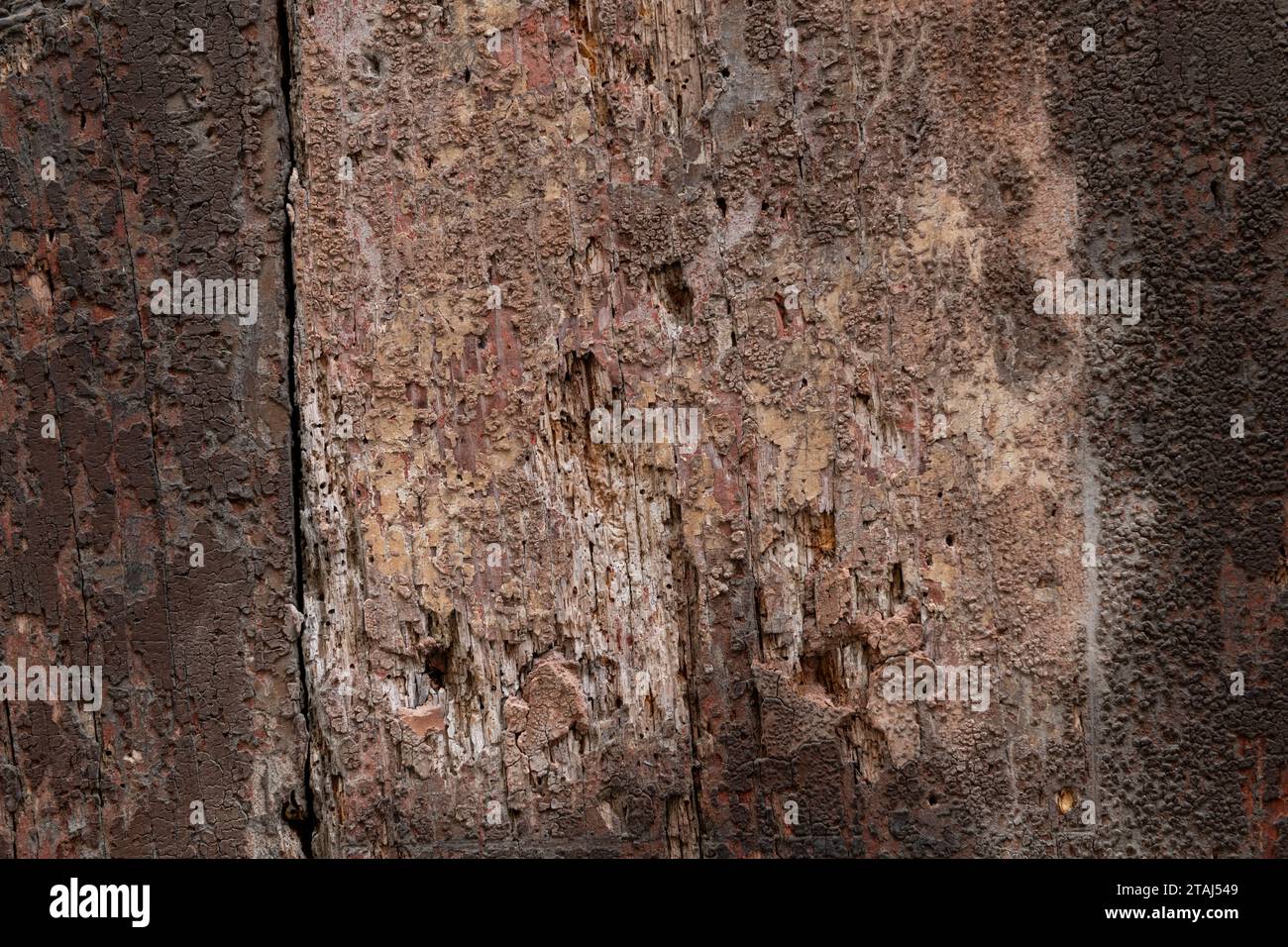 Rotting wood texture hi-res stock photography and images - Alamy
