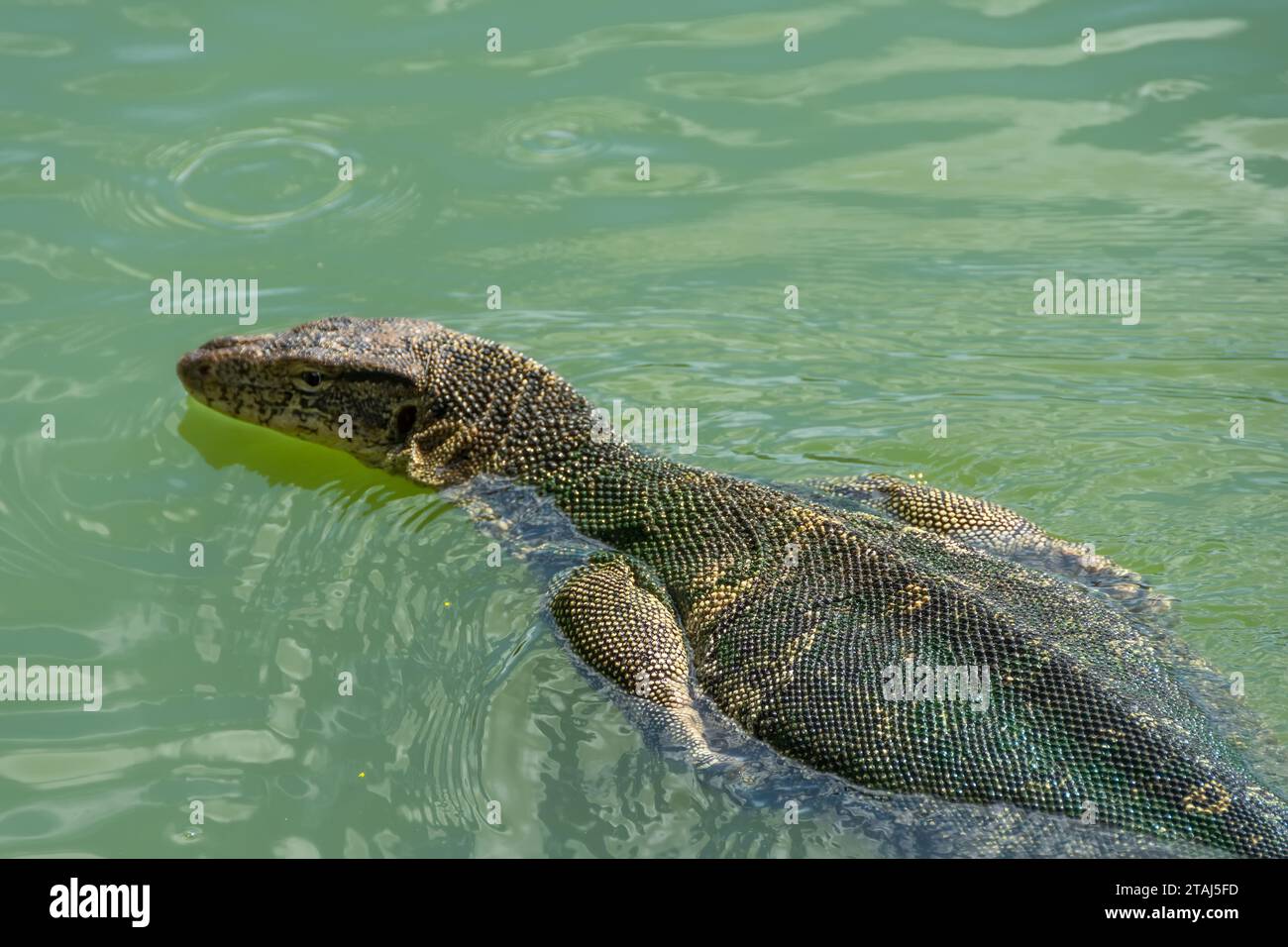 Monitor lizard swims in a pond in a city park in Thailand Stock Photo ...