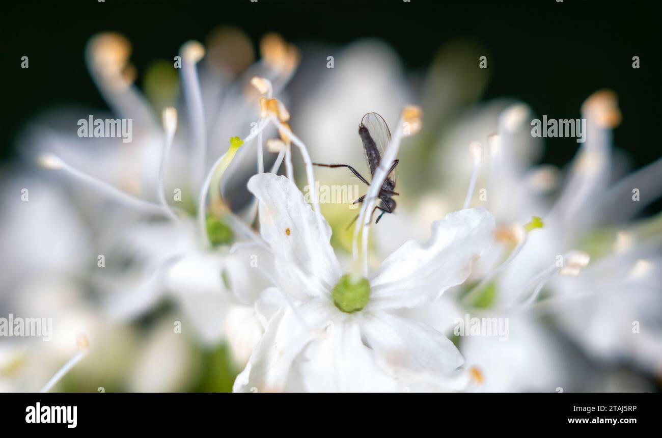 Pollination process hi-res stock photography and images - Alamy