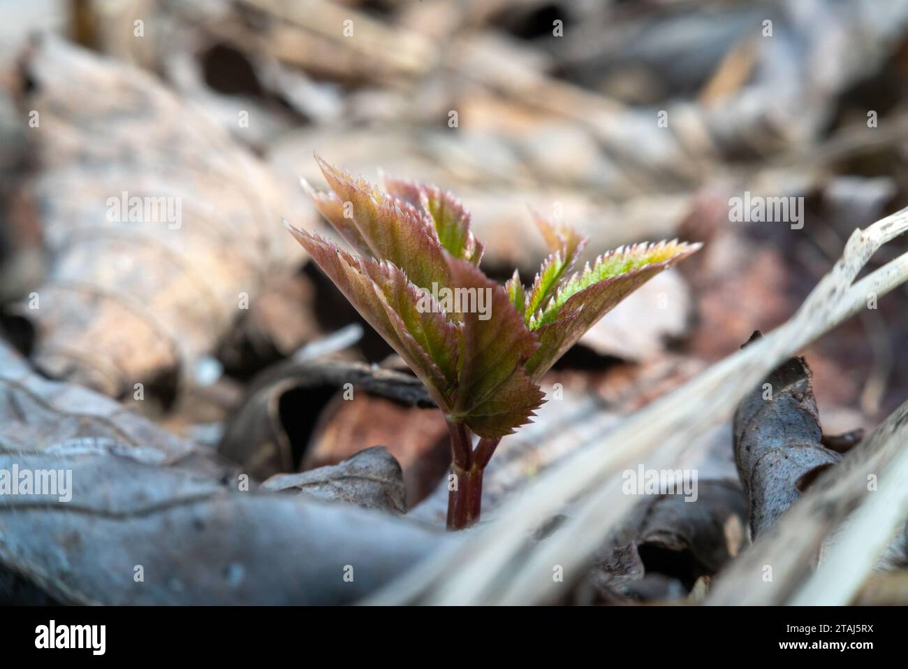 Spring attack. Seedling, a young plant sprouted and spread its leaves ...