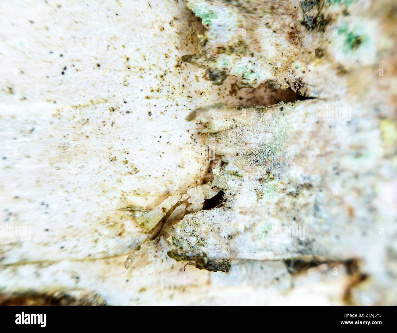 Birch bark on living tree. European white birch; weeping birch. Extreme ...