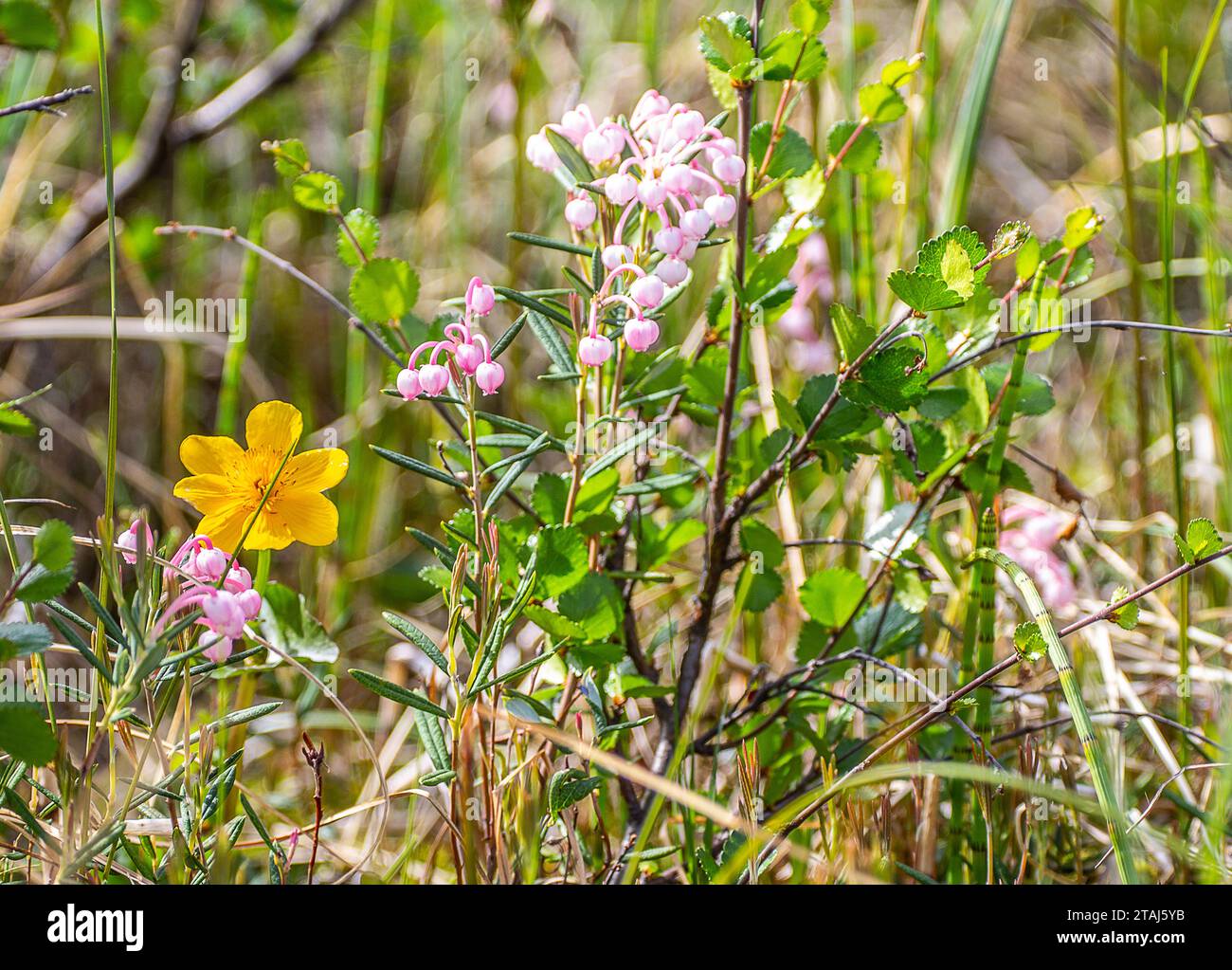 Trefoil plan hi-res stock photography and images - Alamy