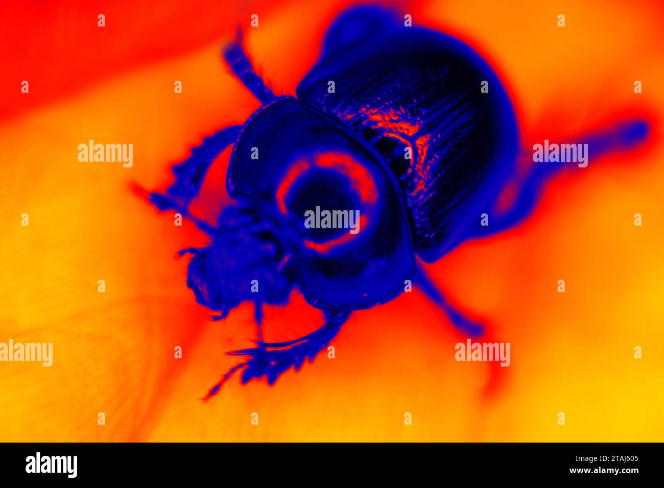 The Divine Beetle of the Egyptians. His back is crowned with a sacred ...