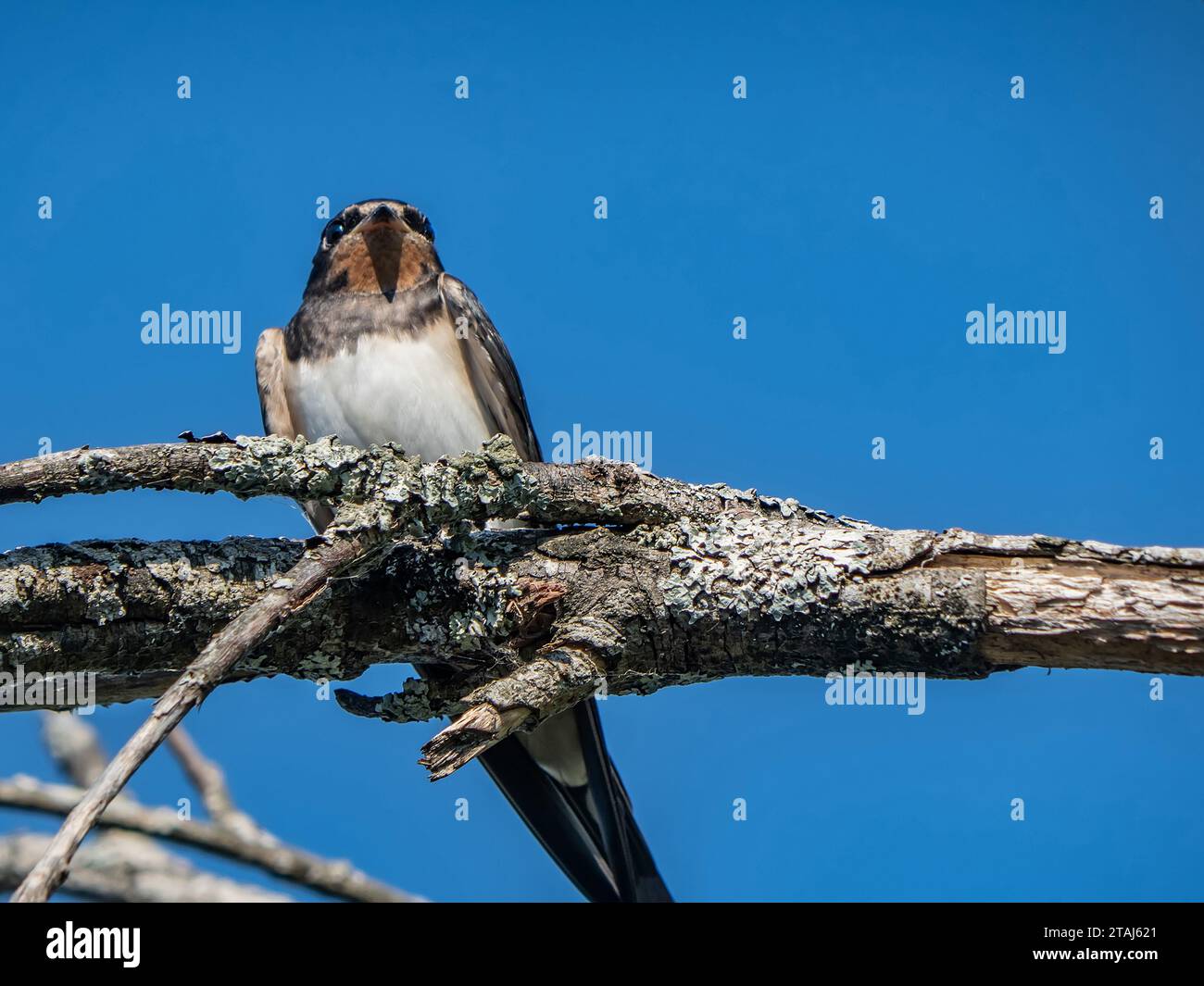 A brood of common swallow (Hirundo rustica) has left the nest and lives ...