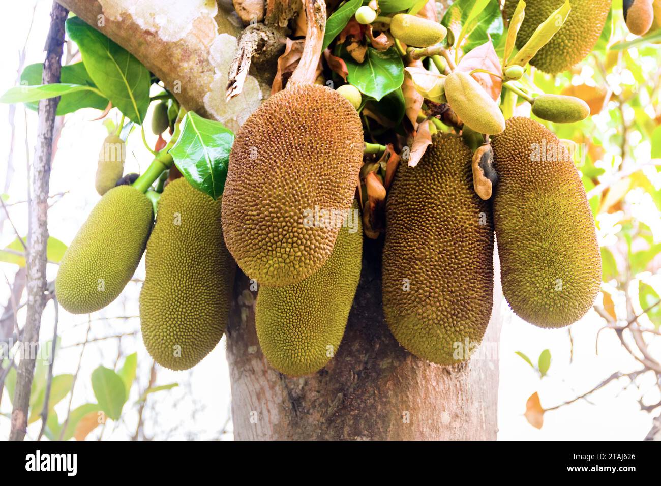 Breadfruit on tree, ripe and young fruits of tropical gardens ...