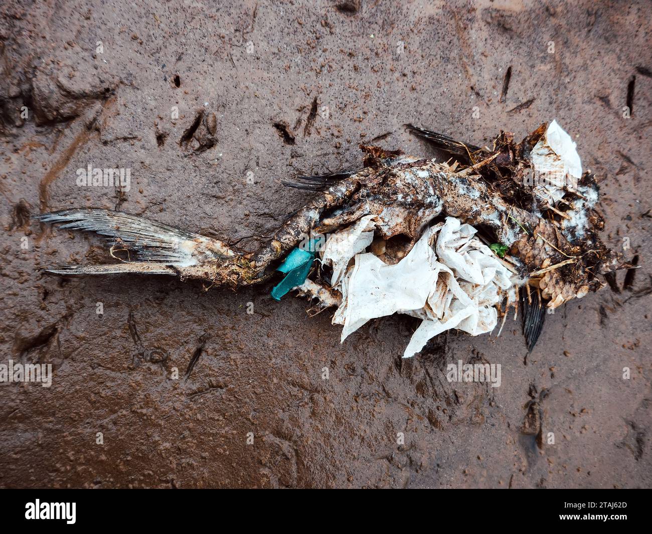 Dead fish due to water pollution hi-res stock photography and images ...