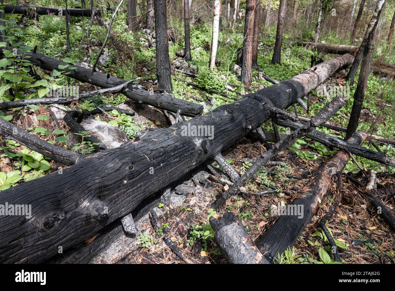 Fire-damaged forest boreal forests. Burnt boreal forests. Wildfire low ...