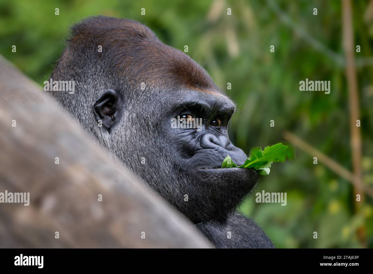 Western gorilla - Gorilla gorilla, iconic large critically endangered ...