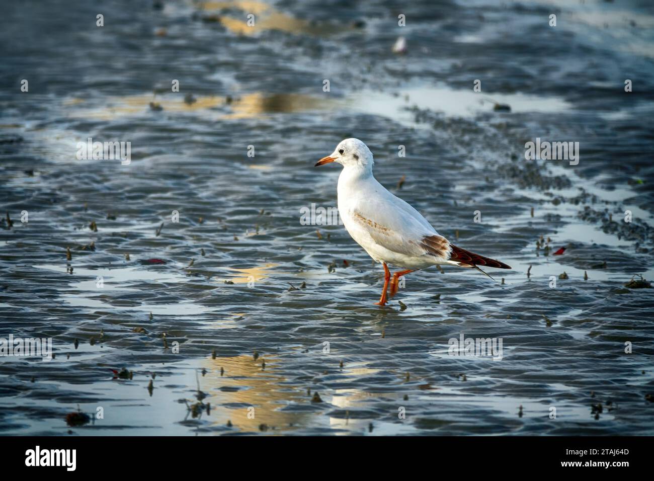 Bandar Abbas, Iran- January. Wintering Black-headed gulls, Strait of ...