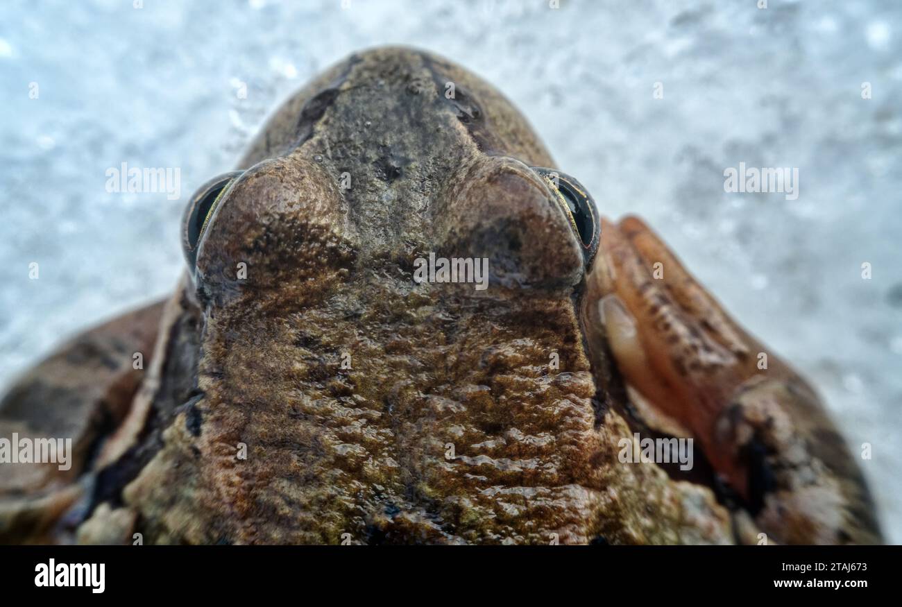 Brown frog (Rana temporaria) macro portrait on spring snow. View from ...