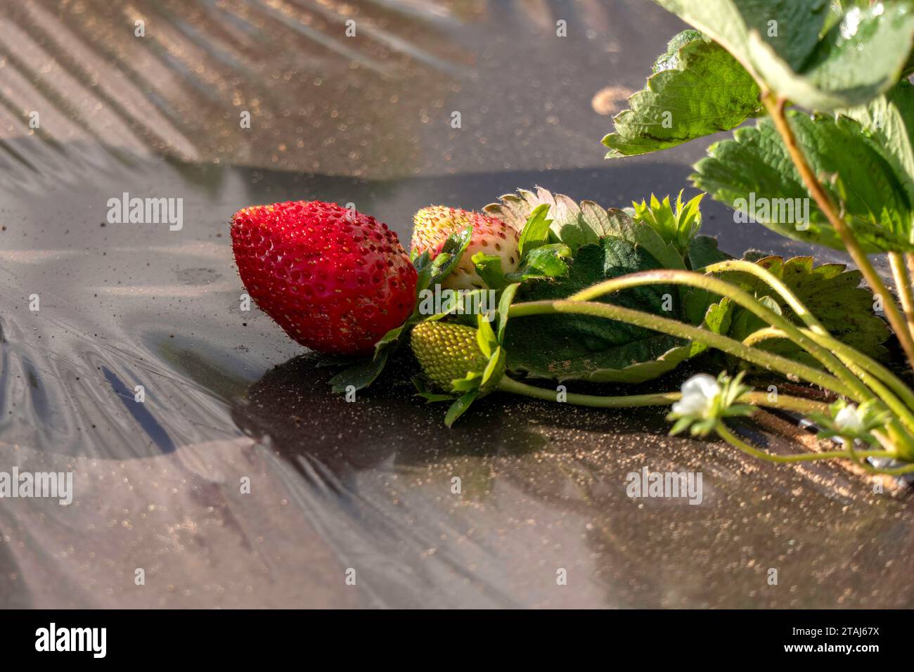 Strawberry plant. Ripening strawberries berries on an agricultural ...