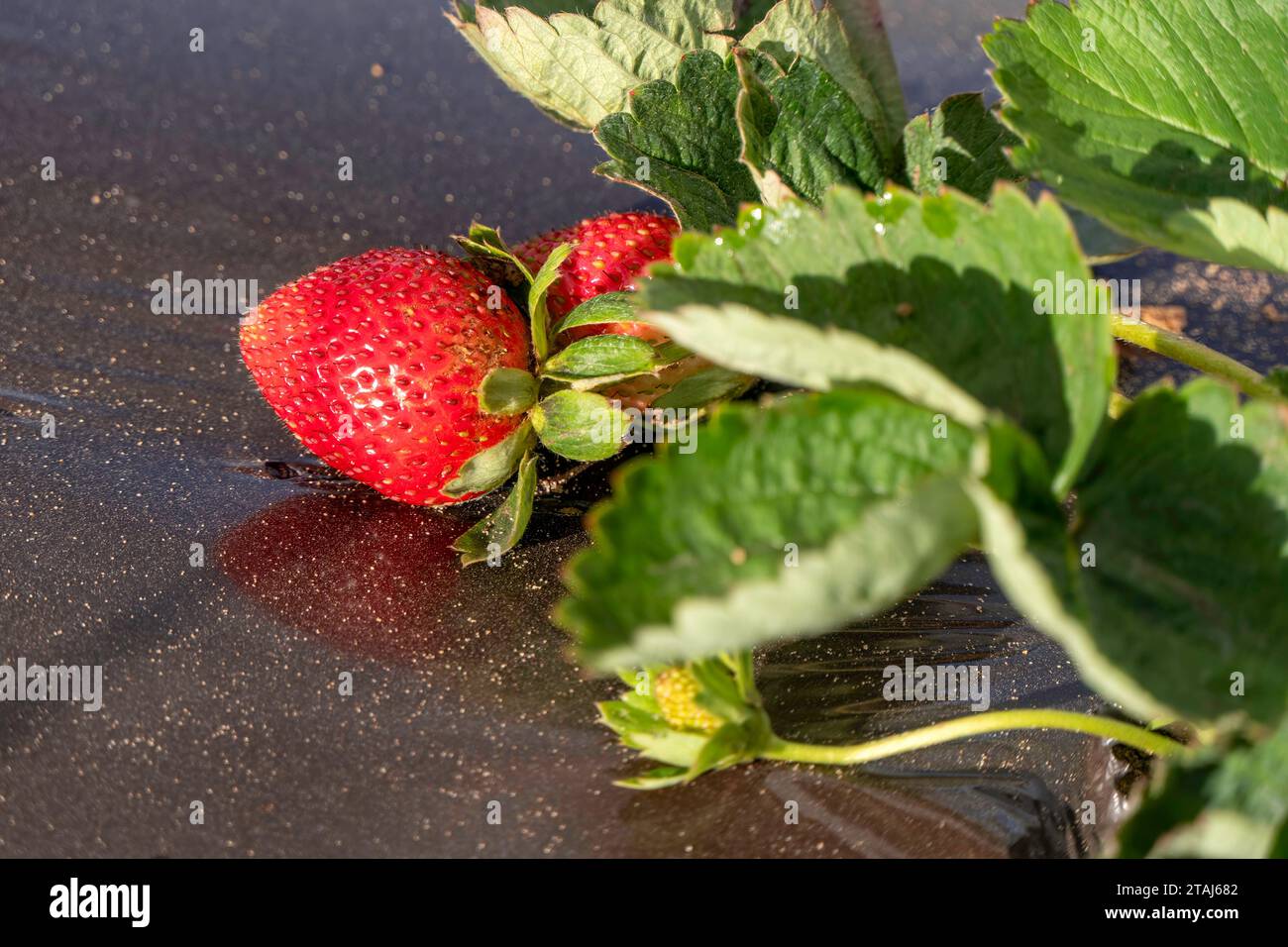 Strawberry plant. Ripening strawberries berries on an agricultural ...