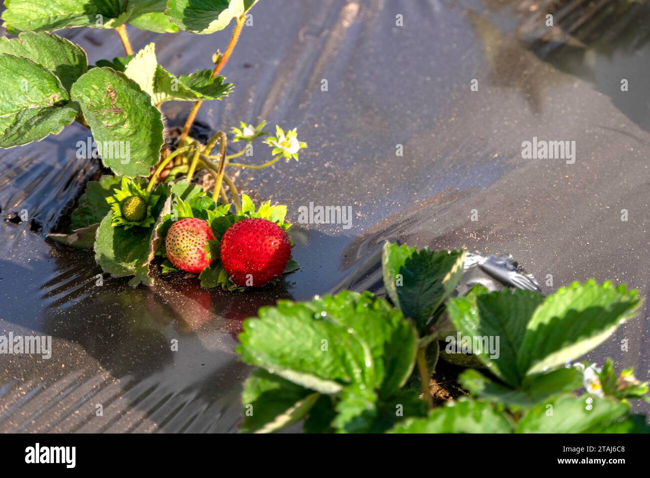 Strawberry plant. Ripening strawberries berries on an agricultural ...