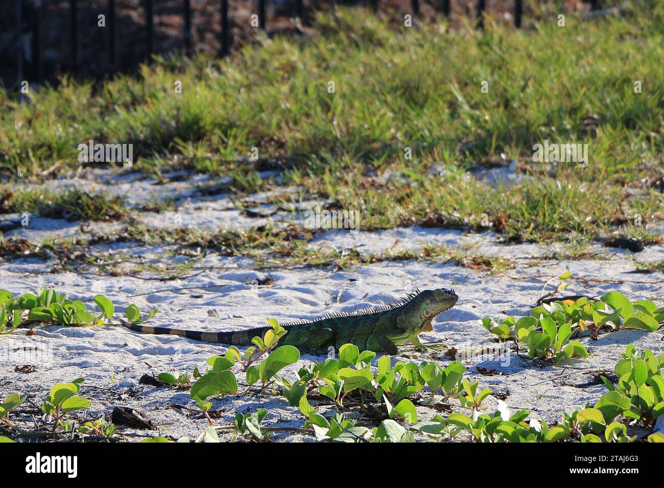 Key West, Florida, United States. An iguana walks on Higgs Beach Stock ...