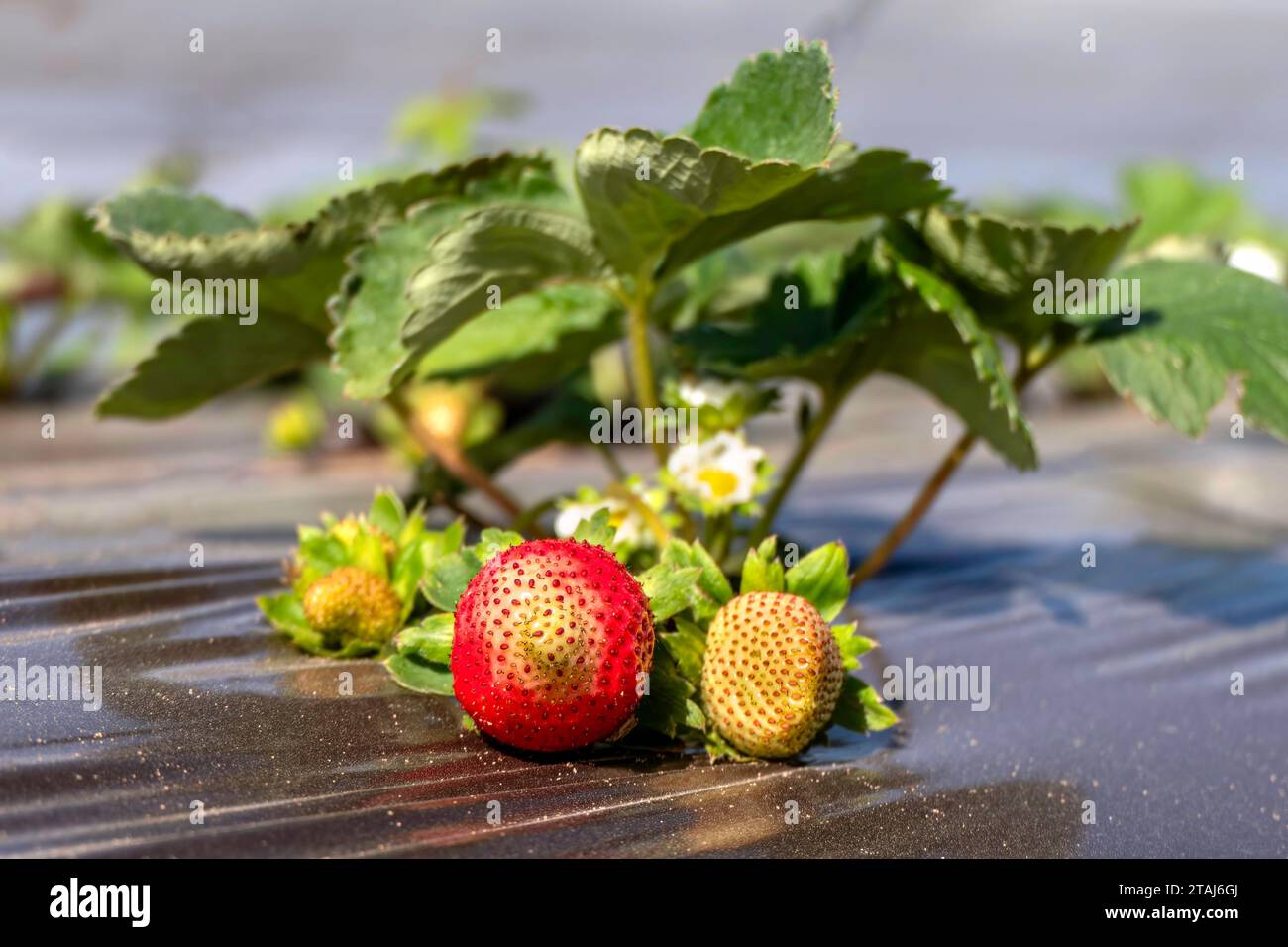 Strawberry plant. Ripening strawberries berries on an agricultural ...