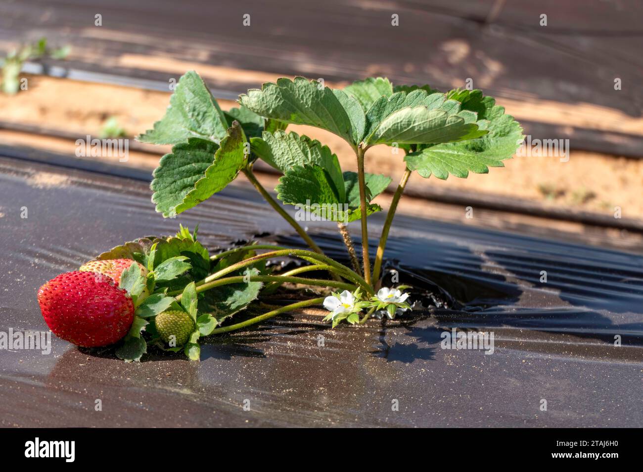 Strawberry plant. Ripening strawberries berries on an agricultural ...