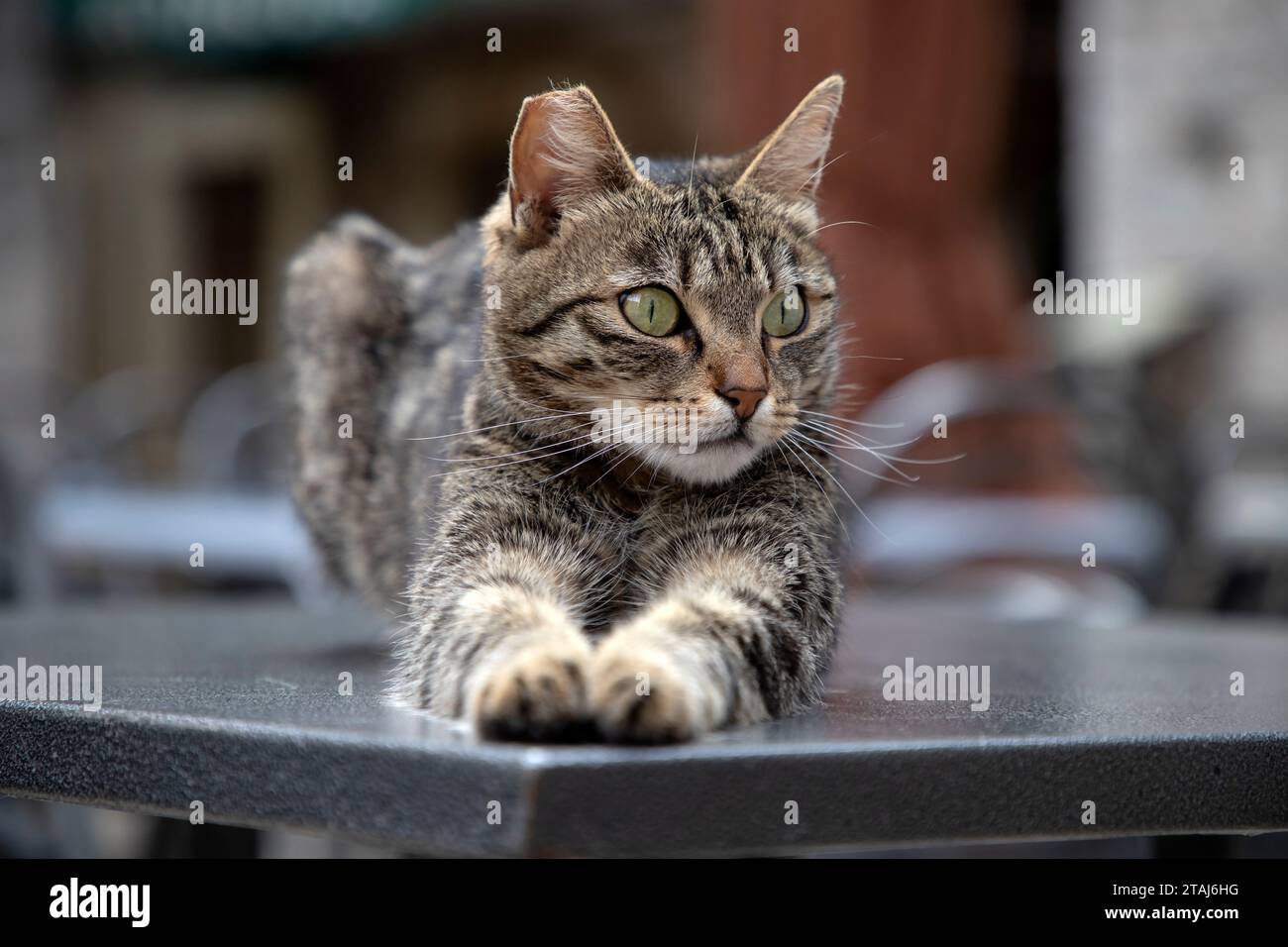 Portrait of a tabby cat laying on a restaurant table Stock Photo - Alamy