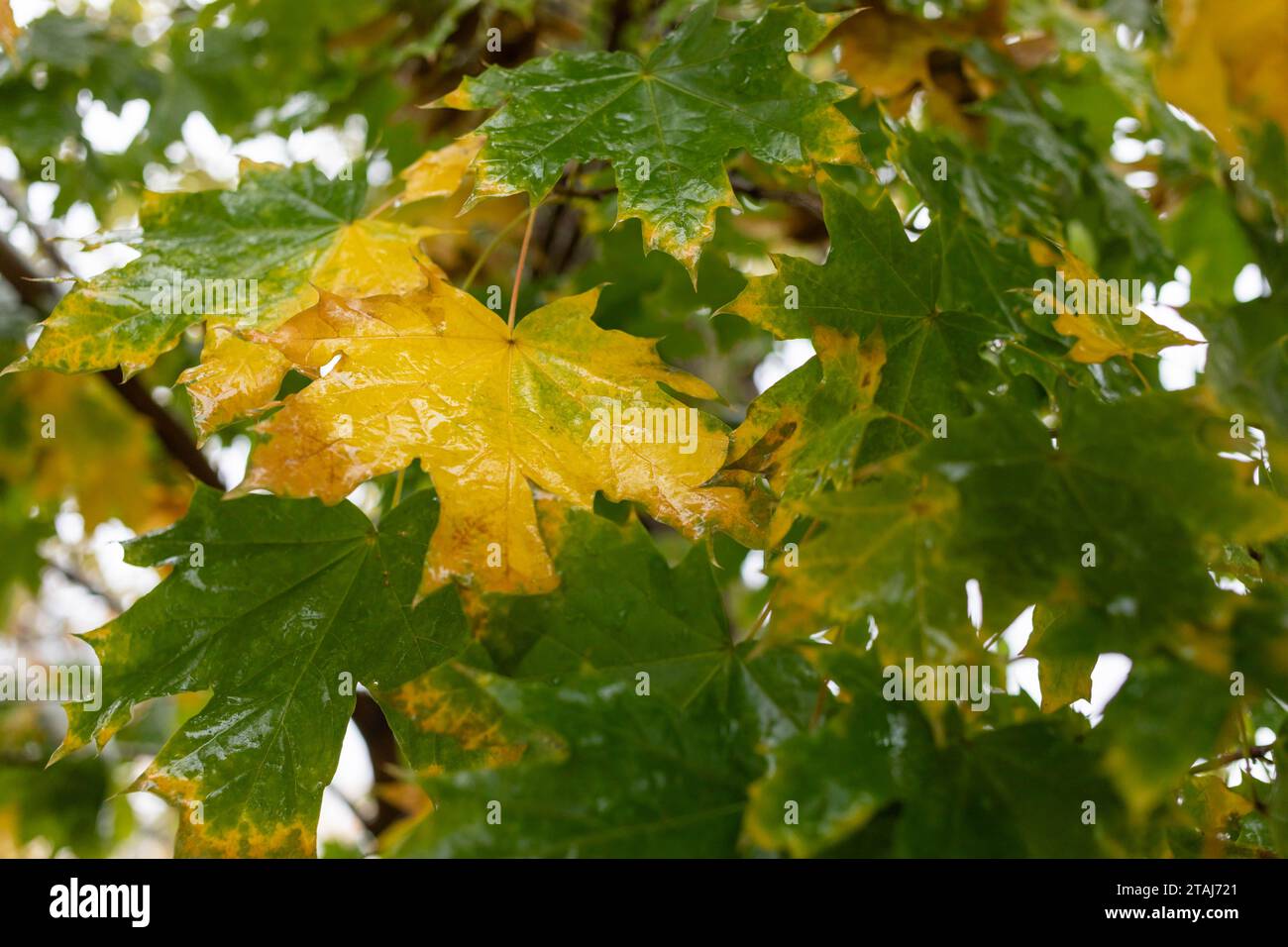 Fall wet green and yellow maple leaves. Autumn maple tree in rainy day ...