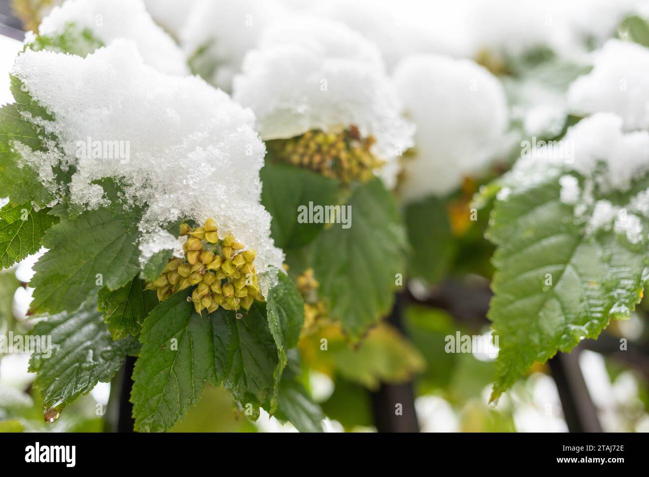 Fall green with yellow leaves branches covered with snow. Fall tree in ...