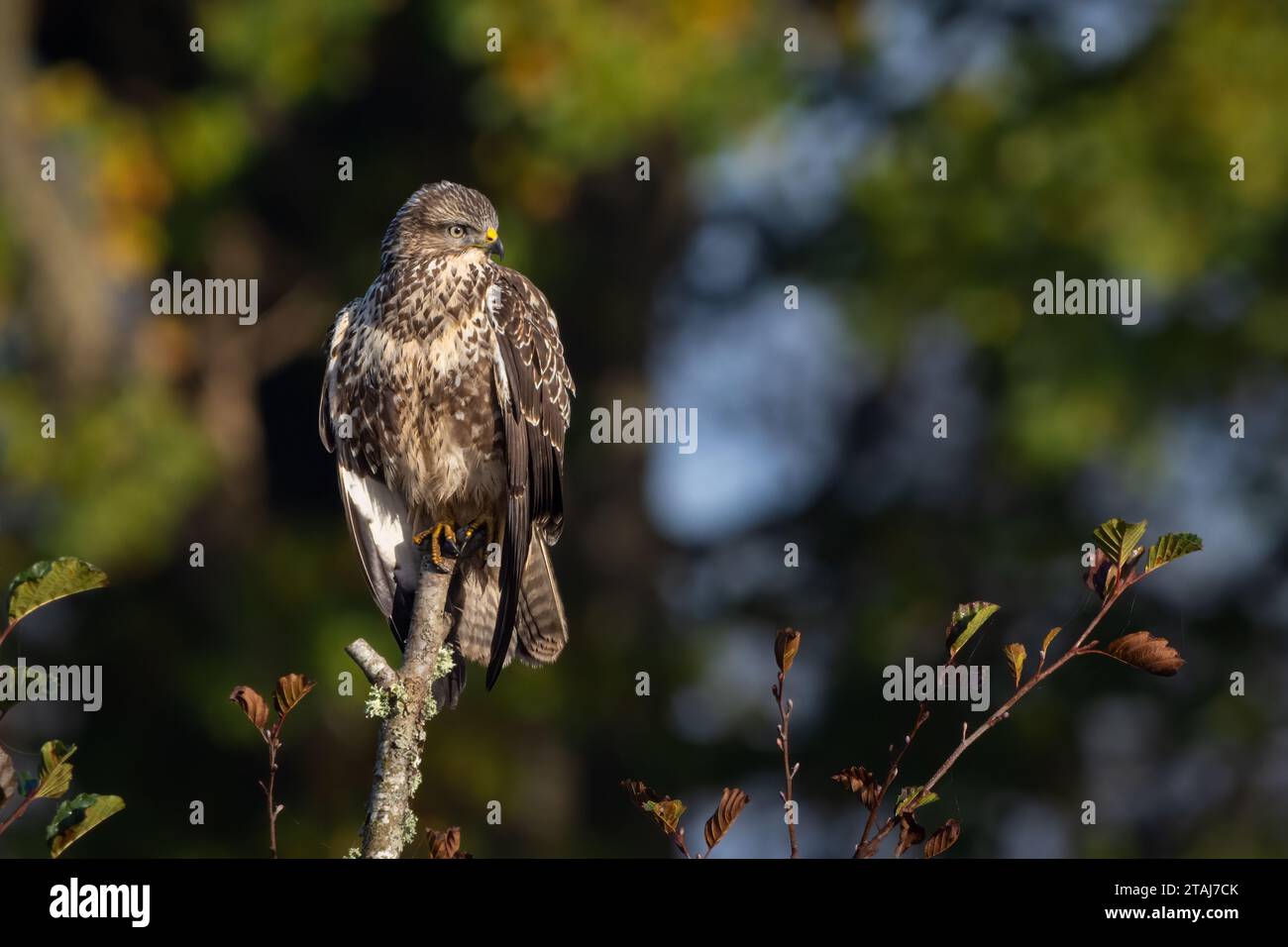 Common Buzzard (Buteo buteo), Perth, Scotland, UK Stock Photo - Alamy