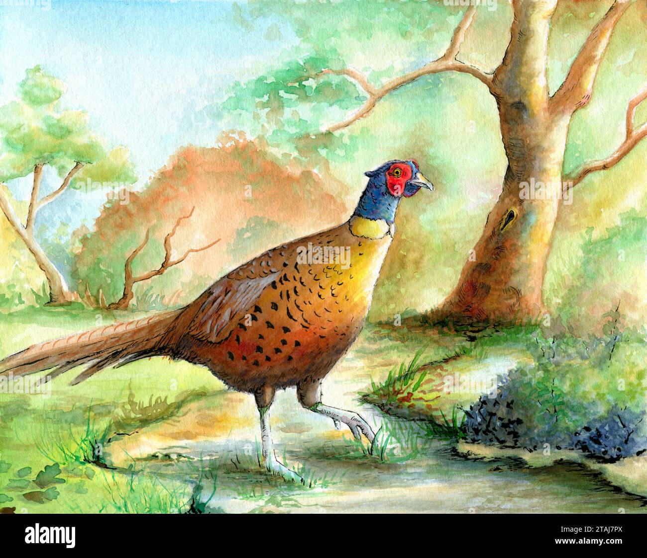 Watercolor painting of a pheasant, walking amongst the trees in a ...