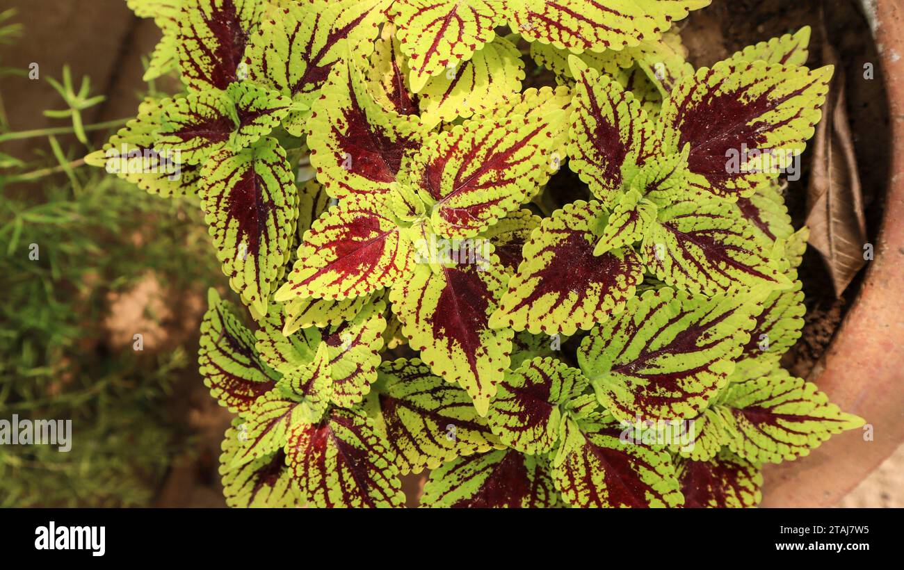 Coleus plantplanter hi-res stock photography and images - Alamy