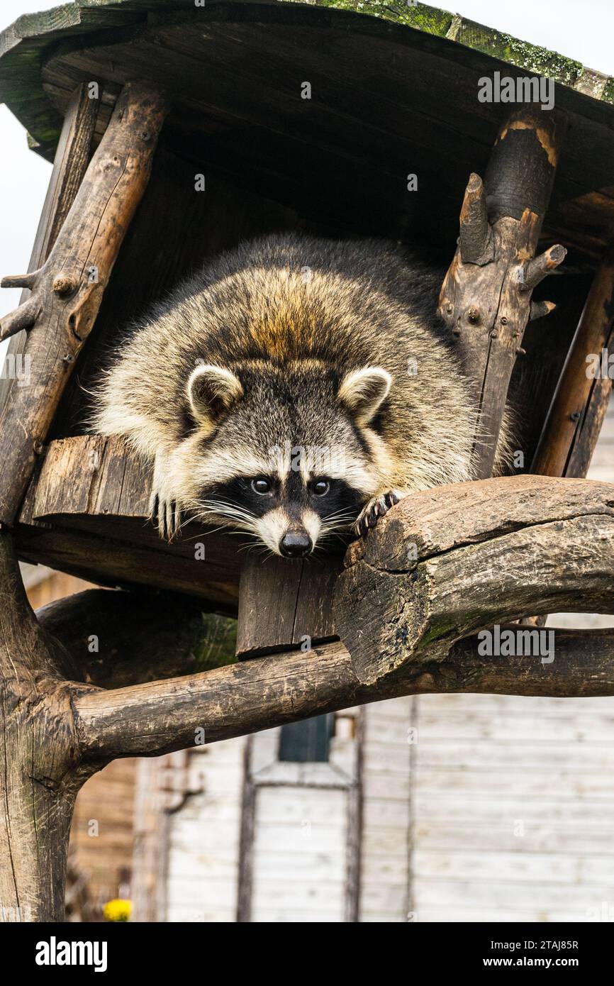 raccoon looks out from his wooden tree house Stock Photo - Alamy