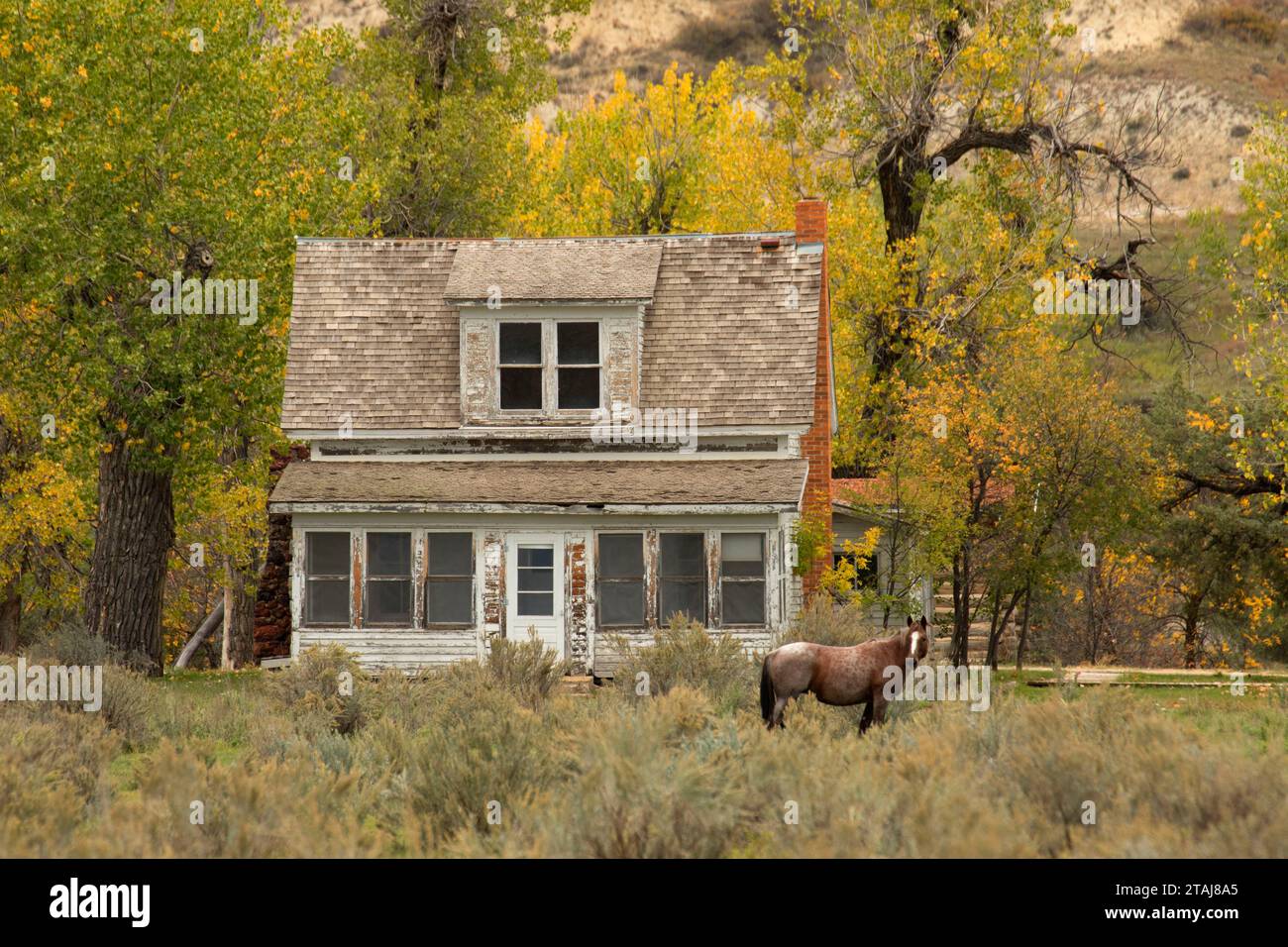 Peaceful Valley Ranch with wild horse, Theodore Roosevelt National Park ...